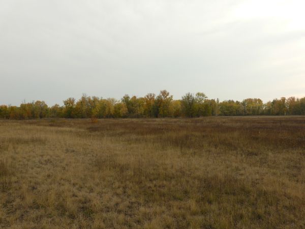 forest side view texture 0011 - Texturelib